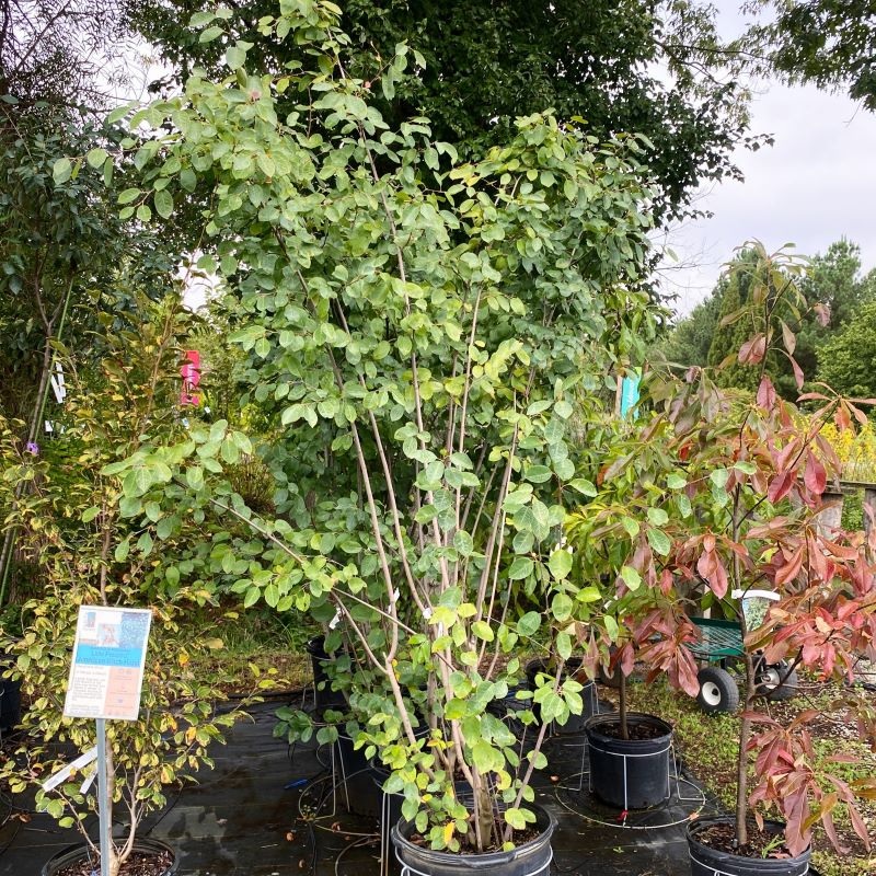 Amelanchier x grandiflora 'Autumn Brilliance' (Serviceberry) 15 Gallon ...