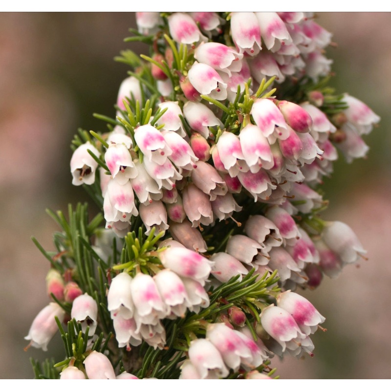 Erica arborea 15-30cm - Vibrant Flowering Plants – Colorful Blooms ...